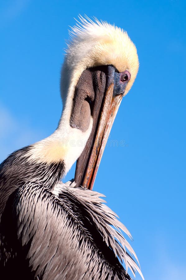 Brown pelican head stock photo. Image of feathers, stare - 23661650