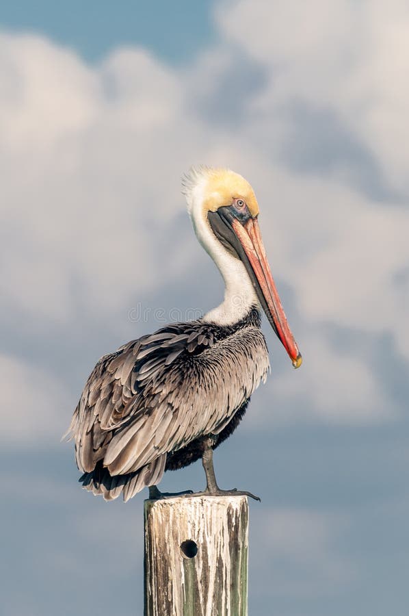 Pelican on a Pylon stock image. Image of pylons, blue - 36341423