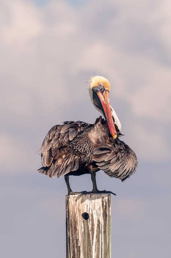 Pelican on a Pylon stock image. Image of pylons, blue - 36341423