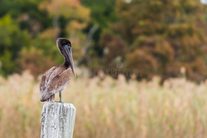 Pelican on a Pylon stock image. Image of pylons, blue - 36341423