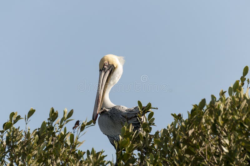 Brown Pelican in tree stock photo. Image of avian, bird - 73506876