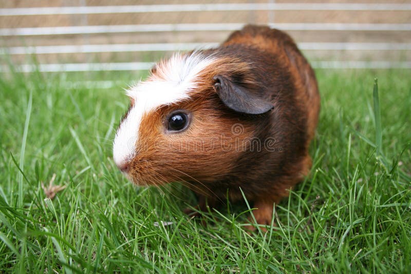 Brown pet gerbil stock image. Image of rodent, grass, pretty - 4908813