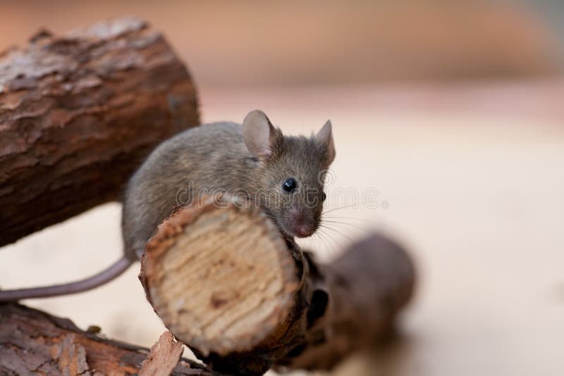 Brown pet mouse stock photo. Image of mice, funny, cute - 17033672