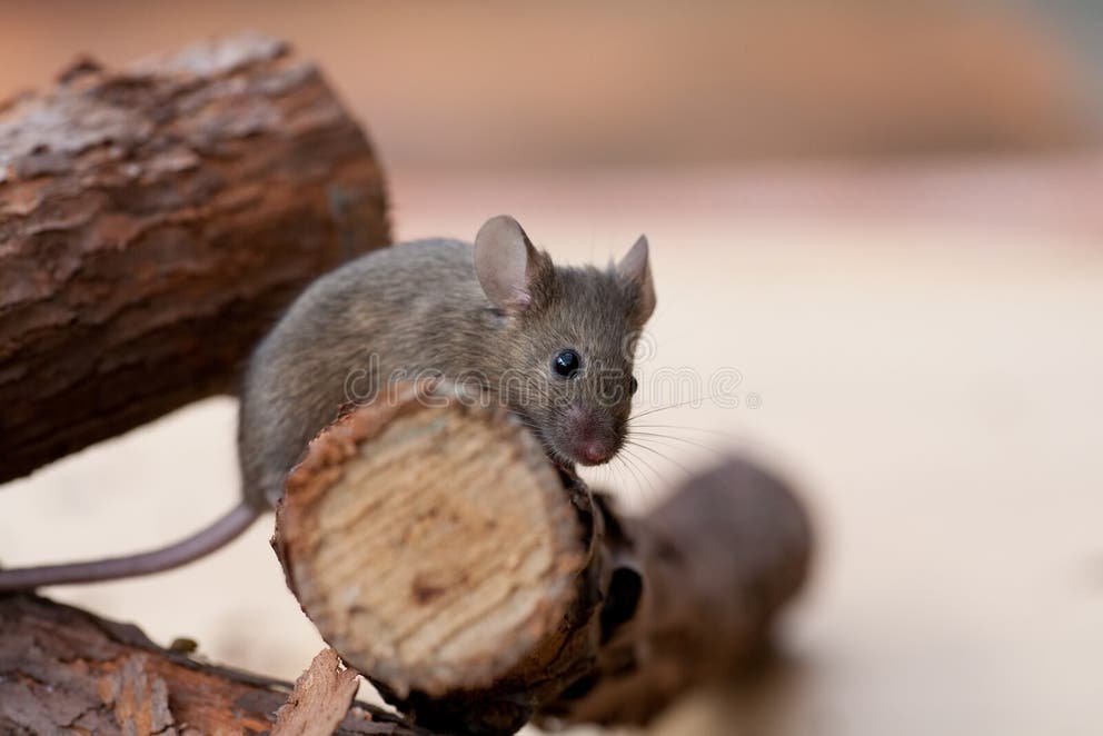 Brown pet mouse stock photo. Image of mice, funny, cute - 17033672