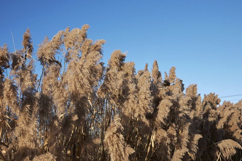 Phragmites australis plant stock photo. Image of phragmites - 141089158