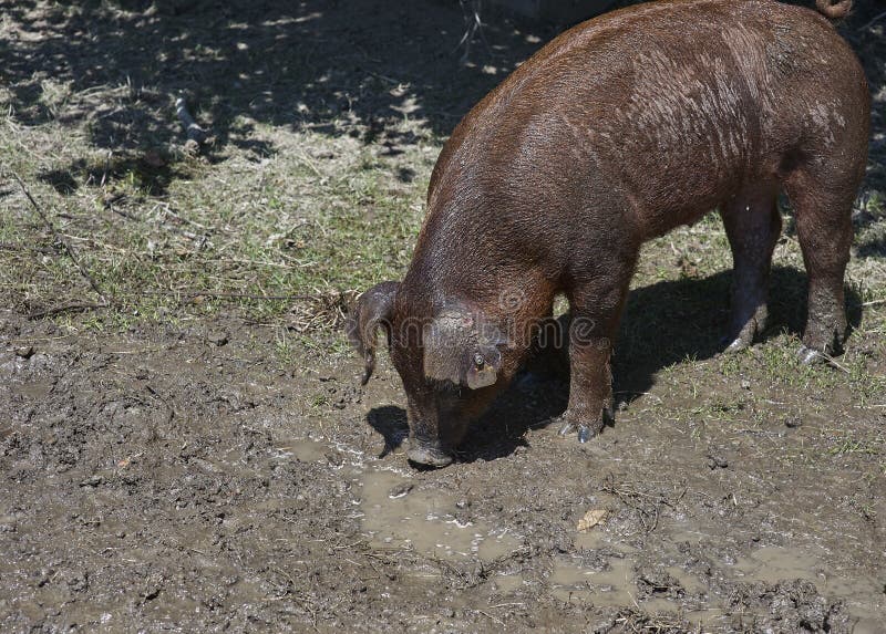 Brown pig in wallow stock photo. Image of porky, roller - 142435228