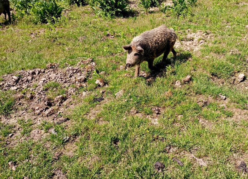 Brown Pig Running on Green Grass, Wild Pig on the Lawn Stock Photo ...