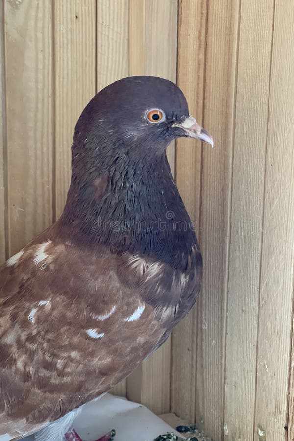 Bird X-ray. Pigeon X-ray, Animal Veterinary Radiography Stock Photo ...