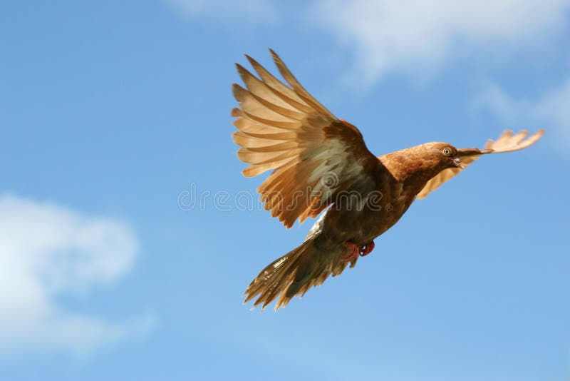 Brown pigeon flying away stock image. Image of pigeon - 16757145