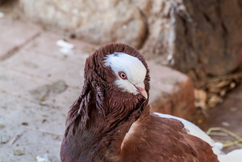 10,257 Brown Pigeon Photos - Free & Royalty-Free Stock Photos from ...