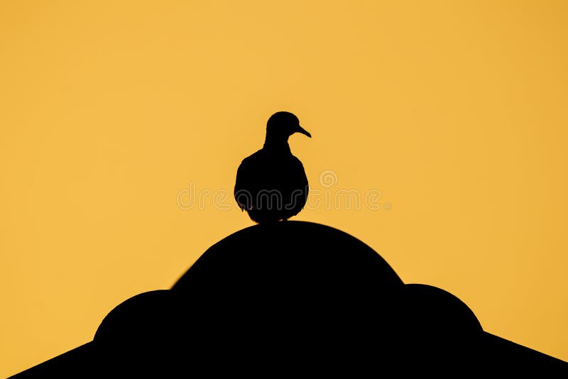 Brown Pigeon Sitting on Roof Stock Image - Image of beak, branch: 266118541