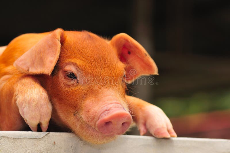 Brown Piglet Series 4 stock image. Image of cute, look - 5076575