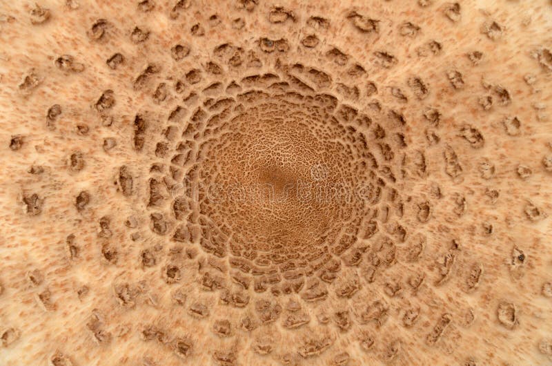 Brown Pileus on a Full Background Stock Photo - Image of pattern ...
