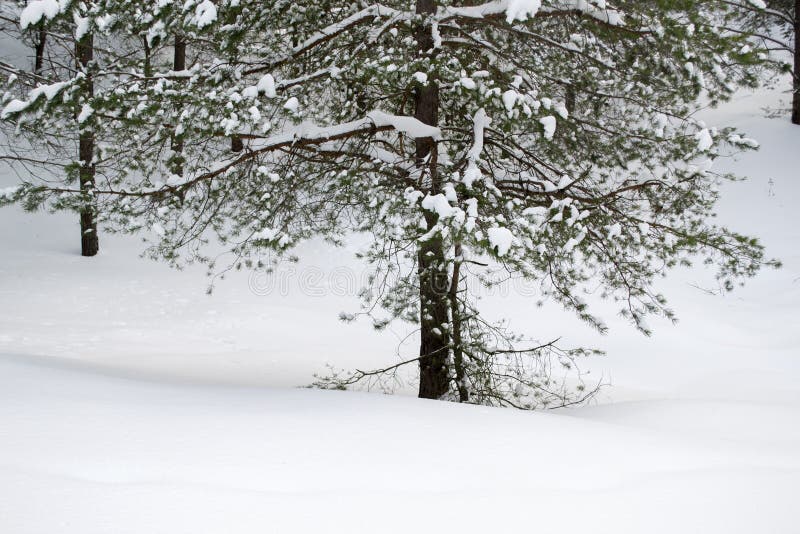 Brown Pine Branches with Green Needles in the Snow. Trees in the Winter ...