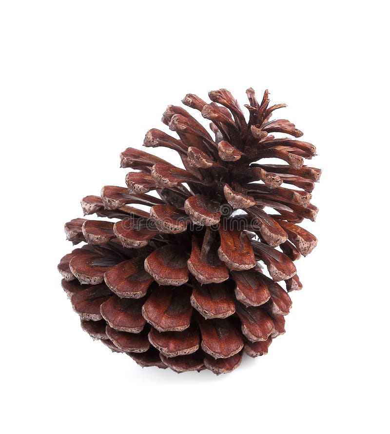Brown Pine Cone Isolated on White Background Stock Image - Image of ...