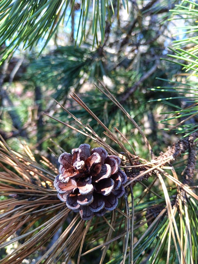 Pinus Pinea. Pine Cone. Background Nature. Abstract Nature. Stock Photo ...
