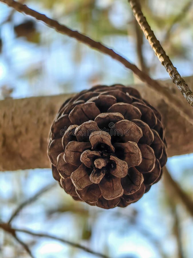 Brown Pine Cone from a Pine Tree in a Forest Stock Image - Image of branch, background: 331175693