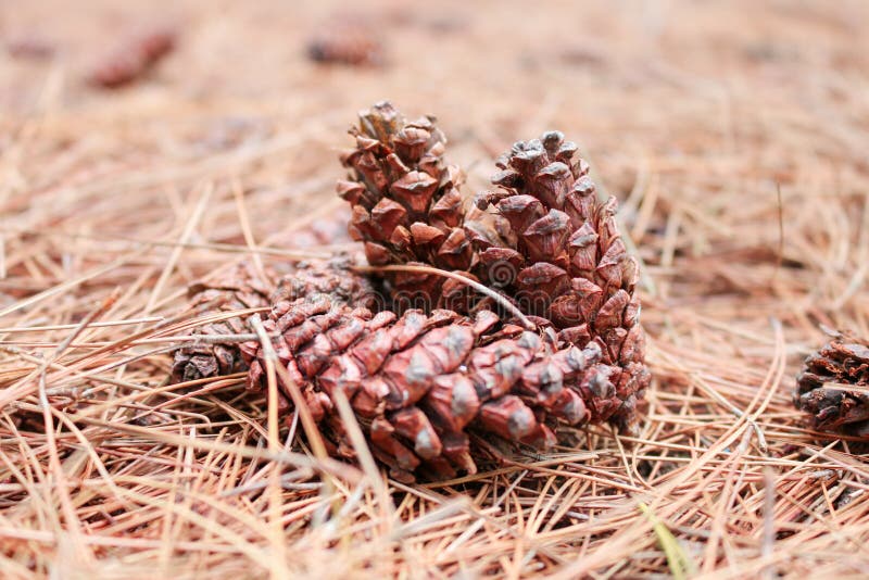 Brown Pine Cone or Pine Tree Fruit on the Ground with Dry Autumn Pine ...
