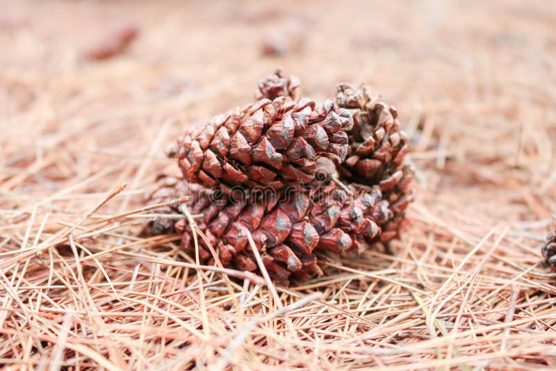 Brown Pine Cone or Pine Tree Fruit on the Ground with Dry Autumn Pine ...