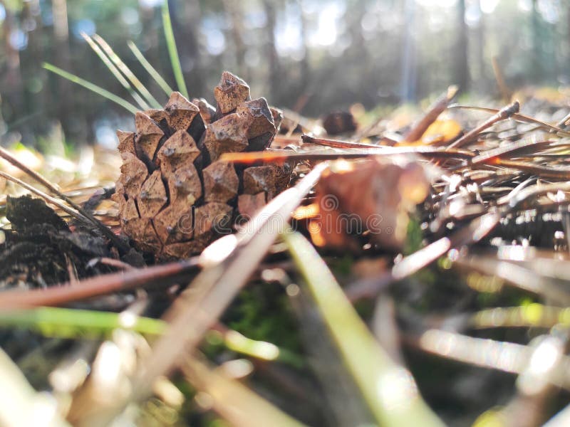 Brown Pine Cones Fallen in the Ground in Forest. Closeup Shot of Pine ...