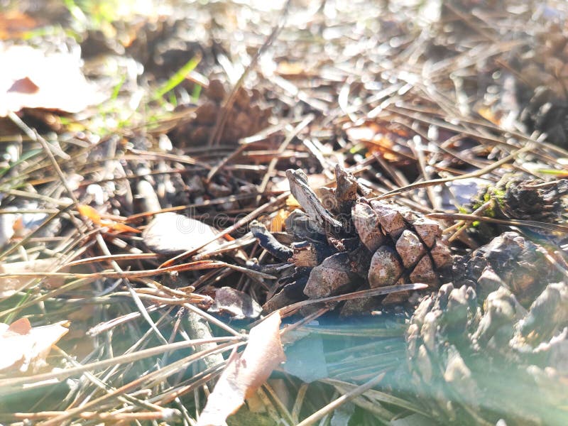 Brown Pine Cones Fallen in the Ground in Forest. Closeup Shot of Pine ...