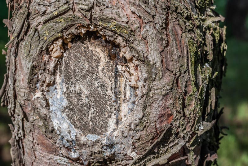 Brown Pine Log with Beautifully Shaped Texture and Background Concept ...