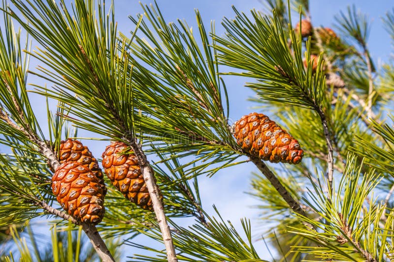 Brown Pine Tree Twigs with Pine Cones Stock Photo - Image of conifer ...