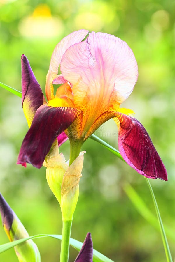 Brown and Pink Iris Close Up Stock Image - Image of bearded, hybrid ...