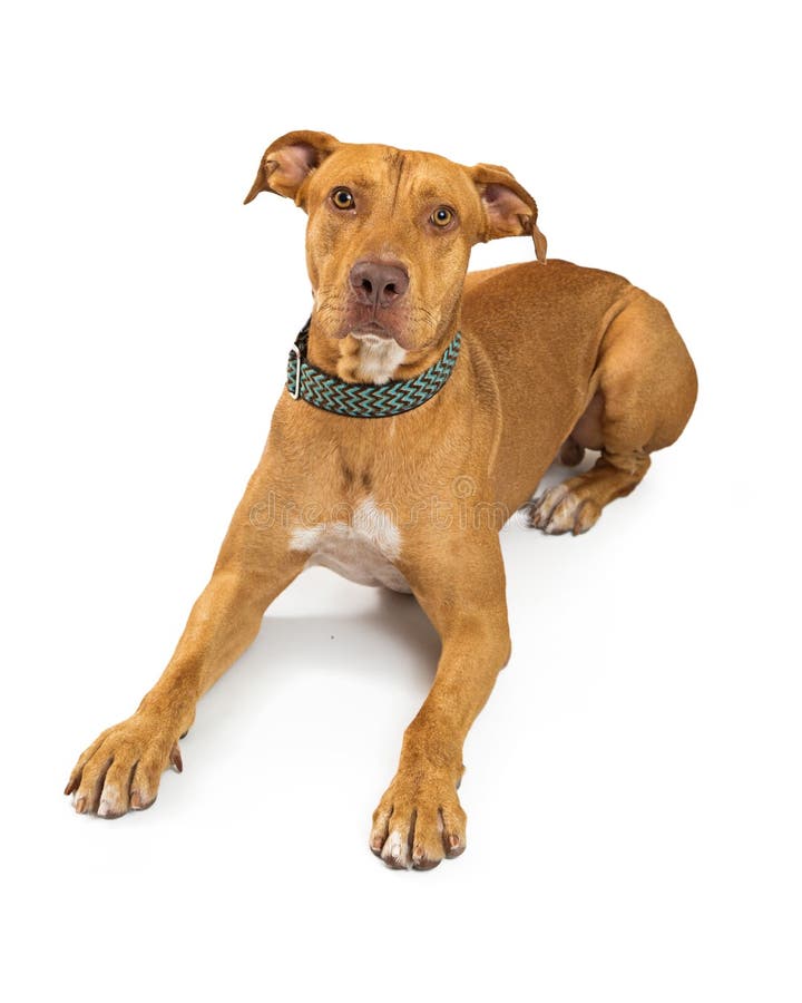 Brown Pit Bull Cross Dog stock image. Image of studio - 48757631
