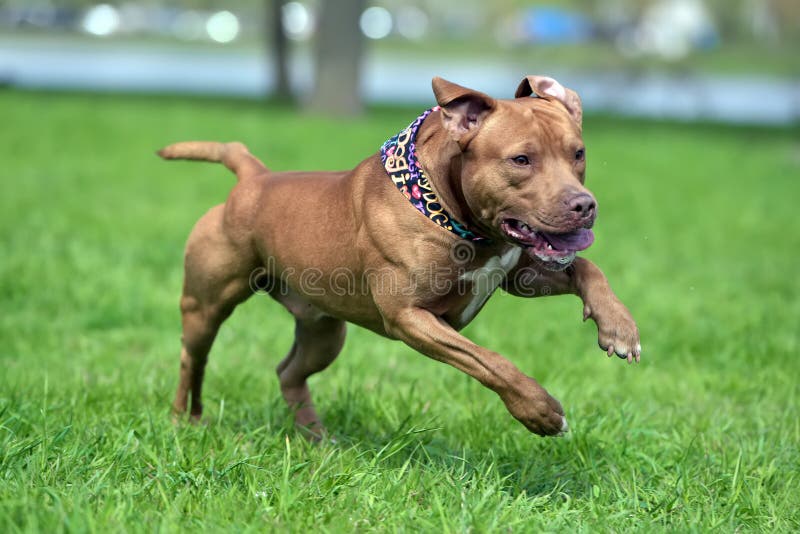 A brown pit bull plays stock photo. Image of domestic - 121207020