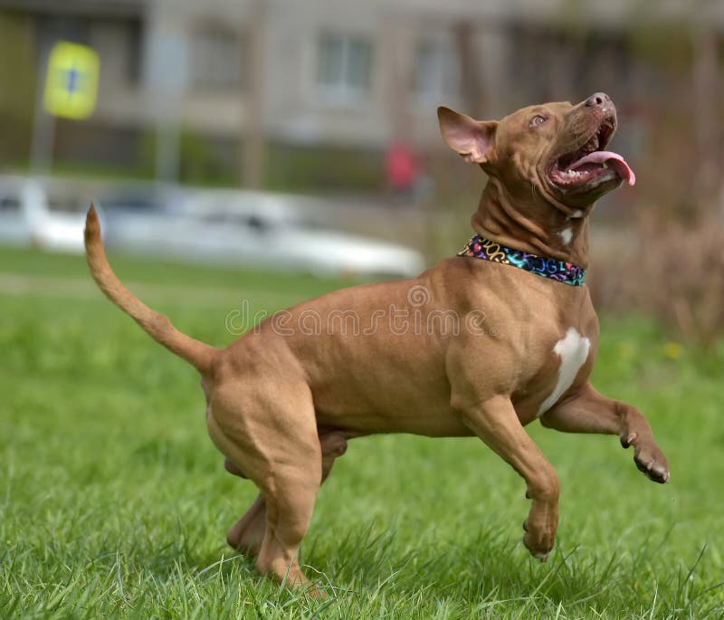 A brown pit bull plays stock image. Image of dangerous - 121206767