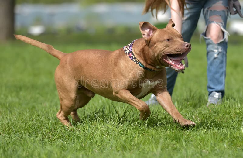A brown pit bull plays stock photo. Image of cute, friendly - 121207054