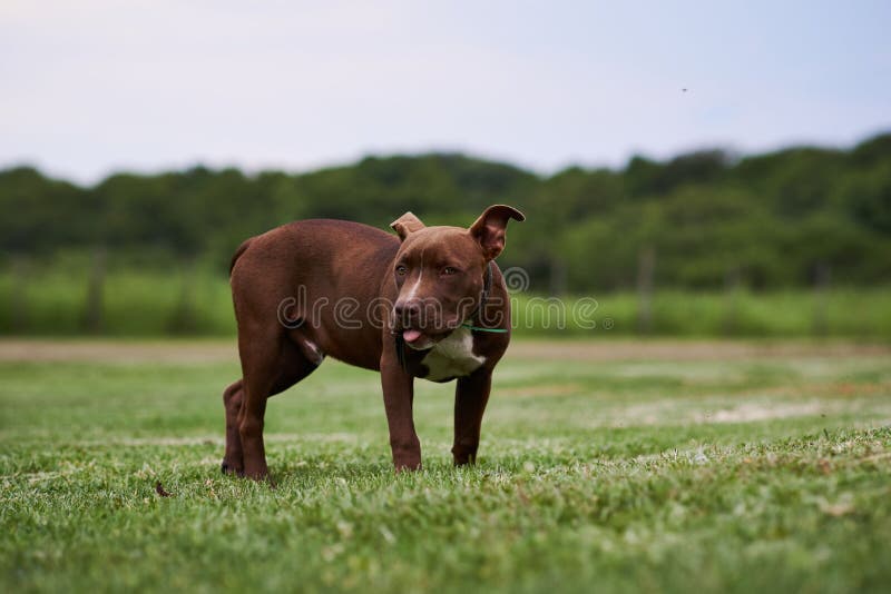 Brown Pit Bull Standing on a Green Field. Stock Photo - Image of ...