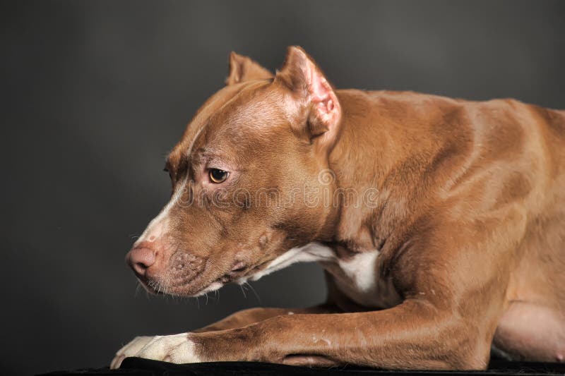 Brown Pit Bull Terrier stock image. Image of animals - 37794525