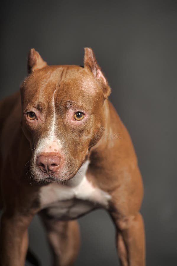 Brown Pit Bull Terrier stock photo. Image of fighter - 37794588