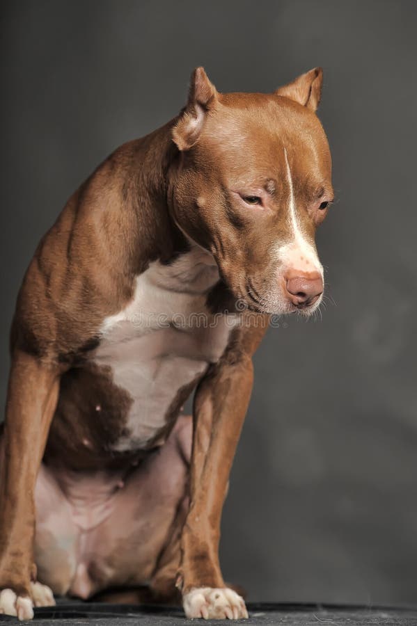 Brown Pit Bull Terrier stock photo. Image of householder - 37794866