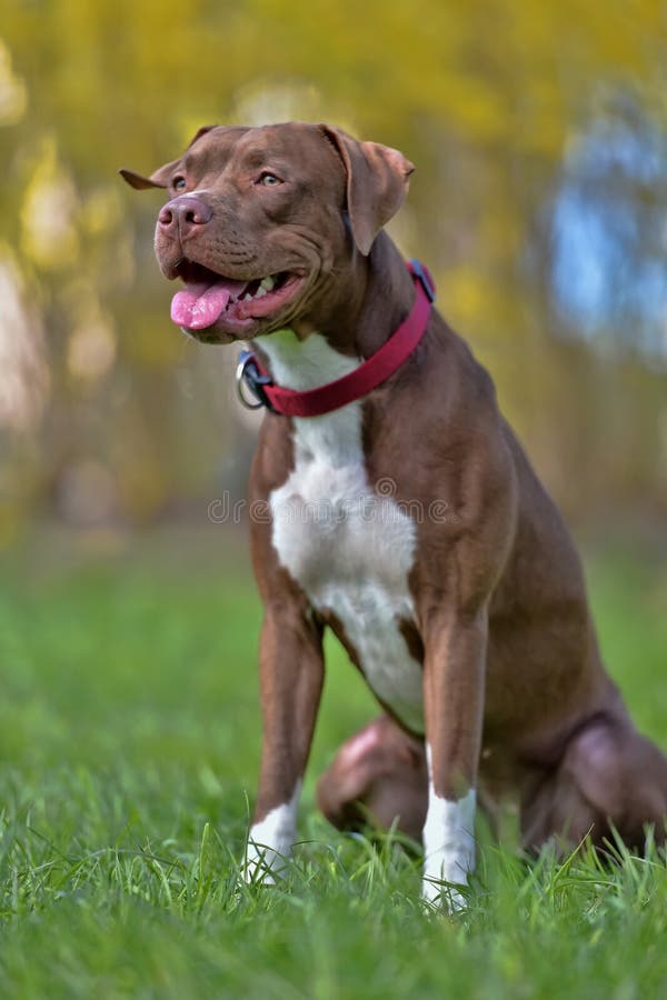 Brown pit bull terrier stock image. Image of adorable - 126932267