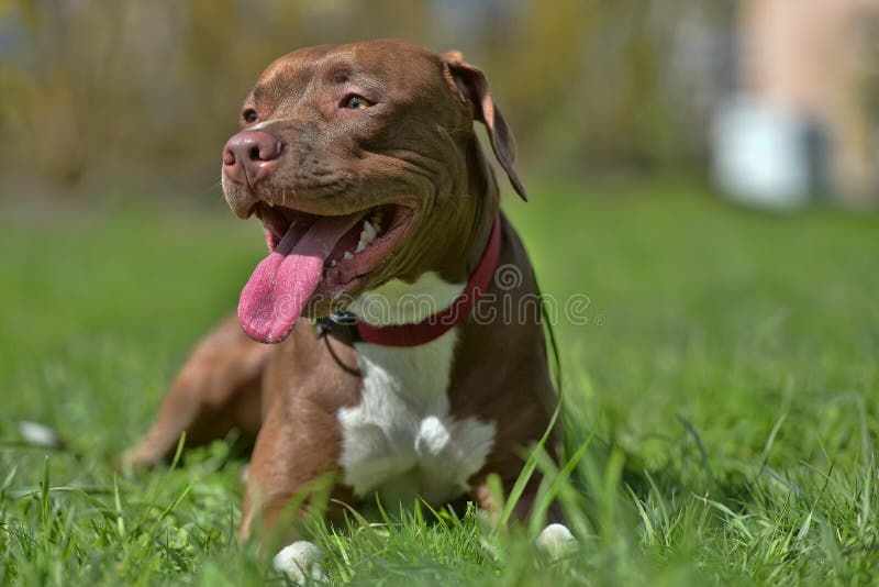 Brown pit bull terrier stock photo. Image of pitbull - 126932364