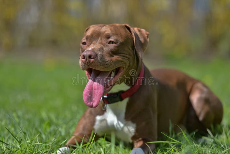 Brown pit bull terrier stock photo. Image of american - 126932418