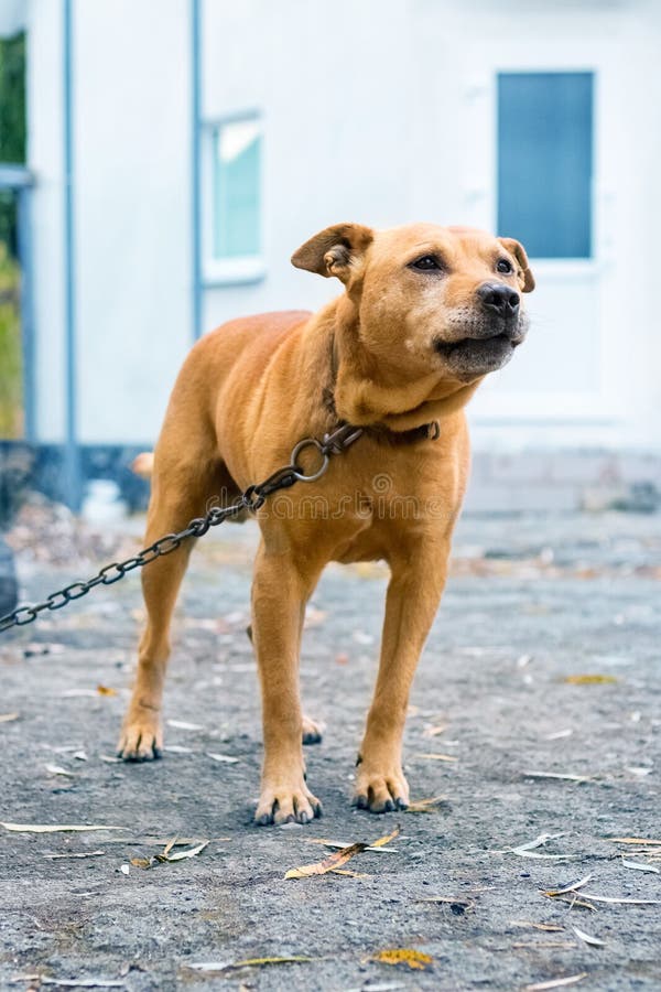 A Sad Pit Bull Dog on a Chain Lies in the Farm Yard Stock Image - Image ...