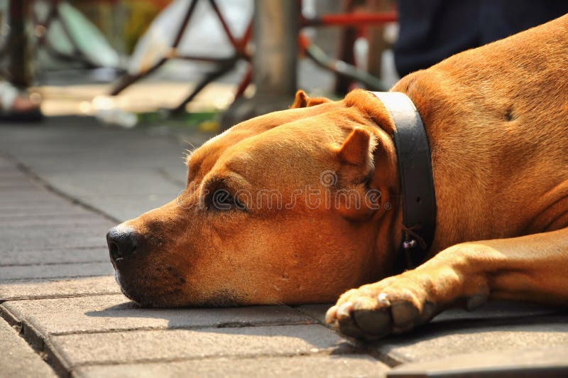 Brown Pit Bull Terrier Flop Stock Photo - Image of pause, concrete ...