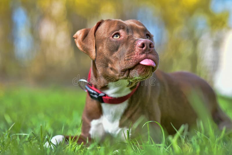 Brown pit bull terrier stock photo. Image of canine - 126932330