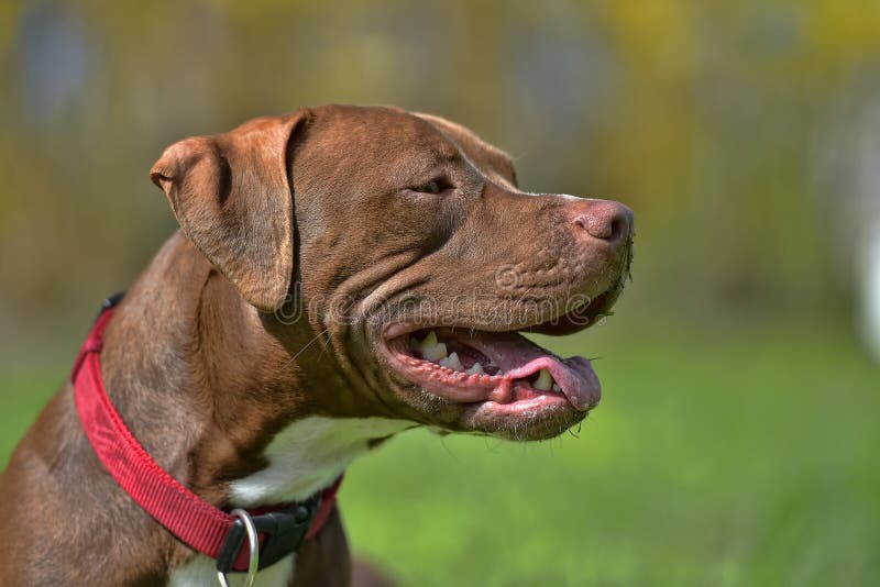 Brown pit bull terrier stock image. Image of cropped - 126932417
