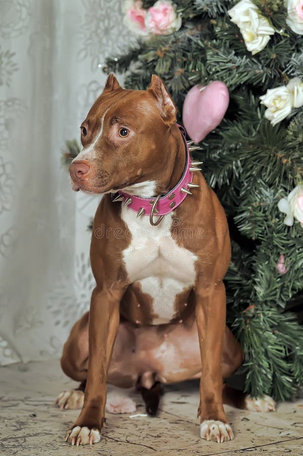 Pitbull Spikes Stock Photos - Free & Royalty-Free Stock Photos from ...