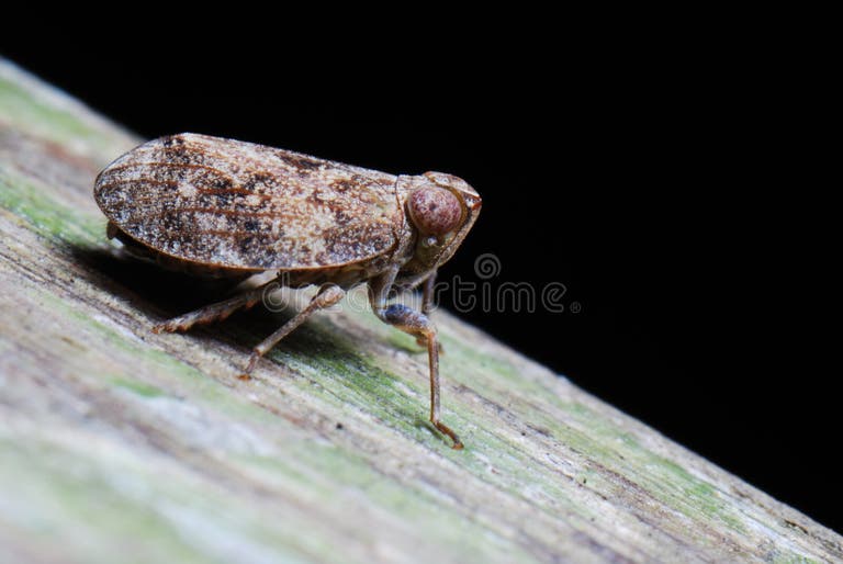 Brown plant hopper stock image. Image of brown, compound - 14409493