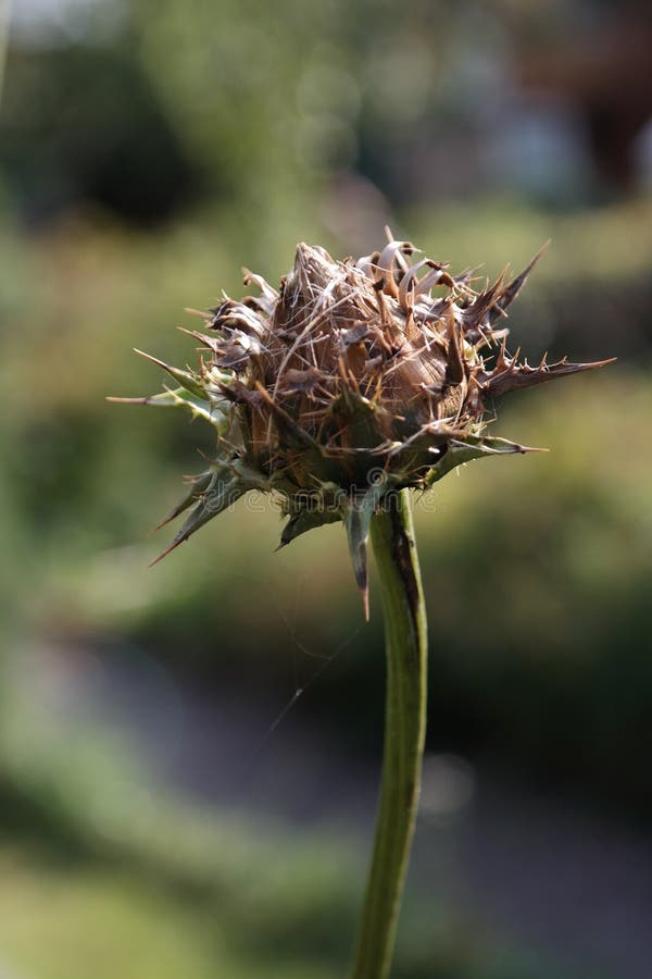 Brown plant stock photo. Image of backgrounds, sunny - 94824206