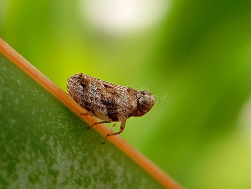 Brown Planthopper & X28;Nilaparvata Lugens& X29; is One of the Rice ...