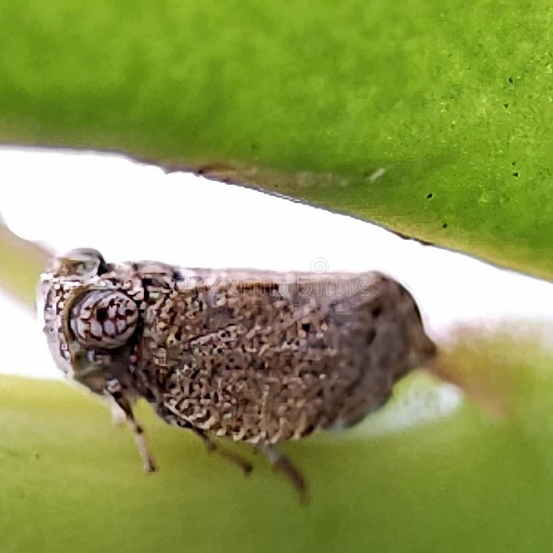 Brown Planthopper, Thabena Brunnifrons Specie Stock Photo - Image of ...