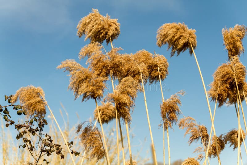 Wild Reeds during a Walk at the Park Stock Image - Image of depth ...