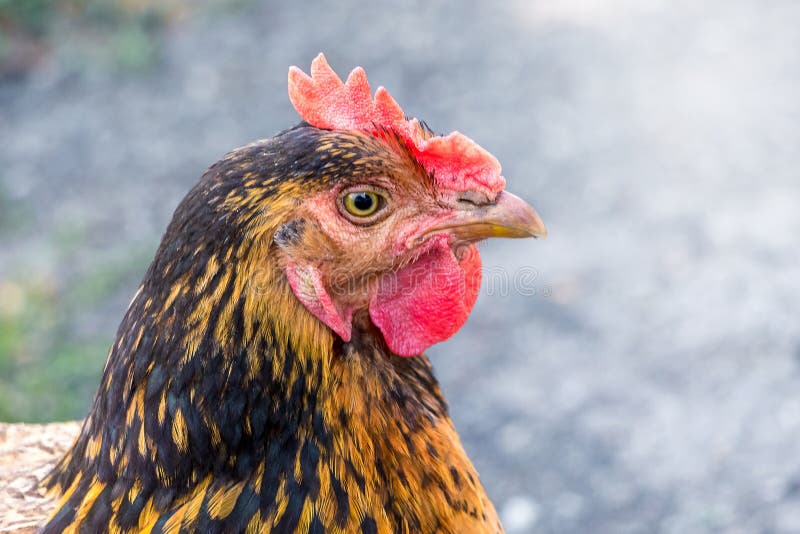 Red Chicken in Profile Close-Up Stock Photo - Image of adult ...